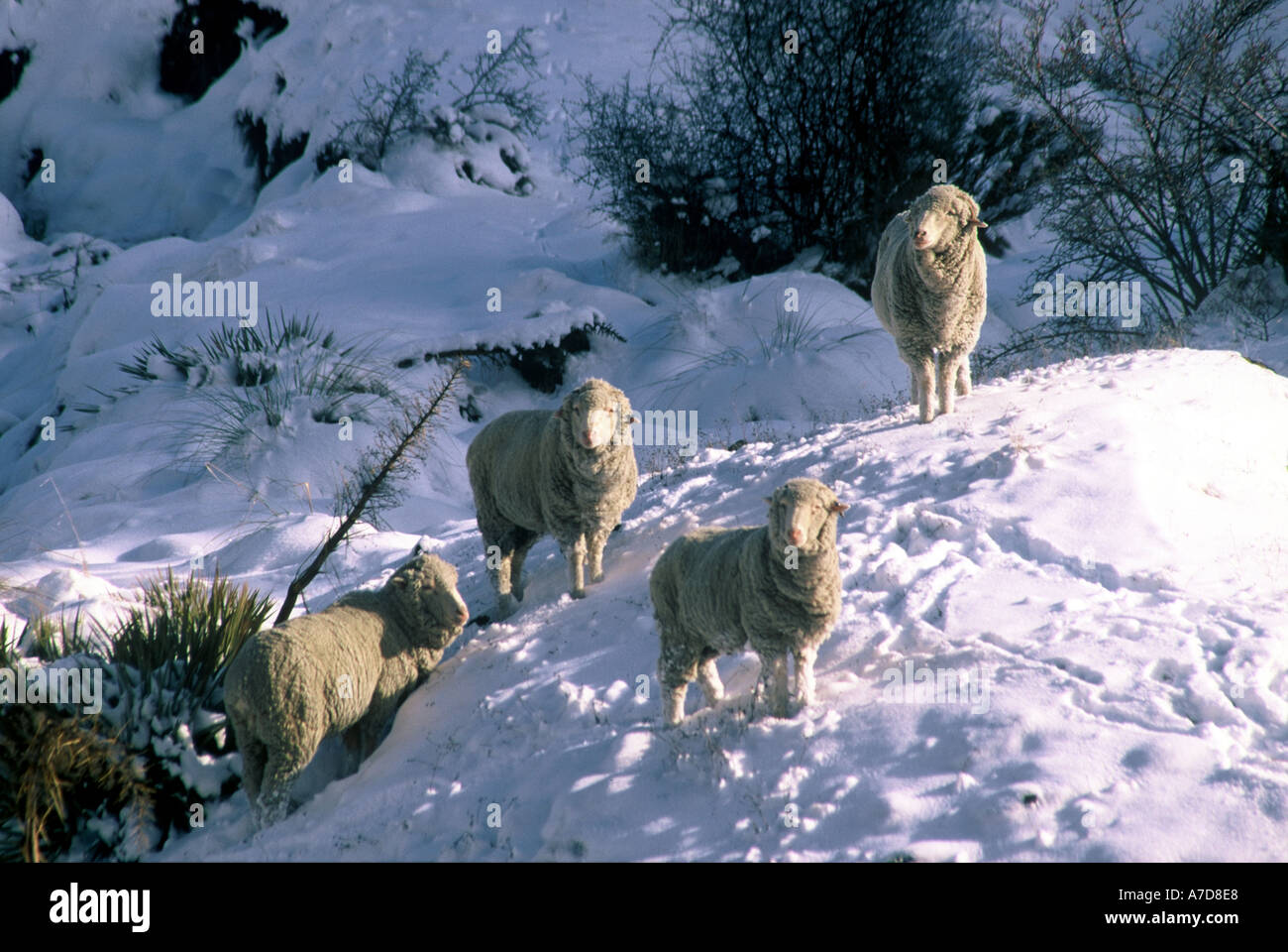 Sheep crown hi-res stock photography and images - Alamy
