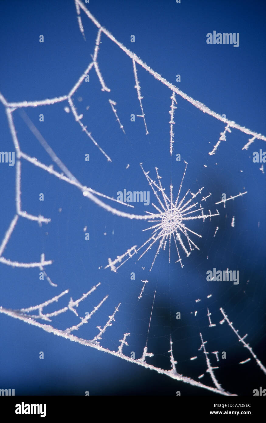 Iced spider hi-res stock photography and images - Alamy