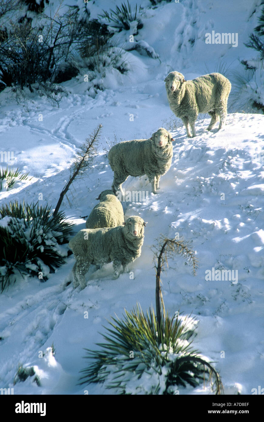 Sheep in Snow Crown Range Otago Stock Photo - Alamy