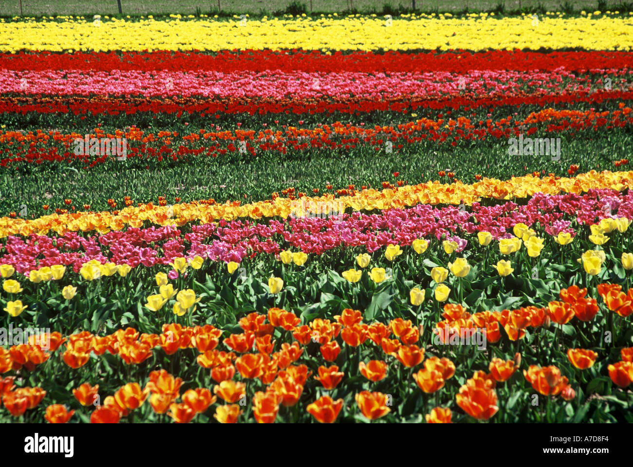 Tapanui new zealand hi-res stock photography and images - Alamy