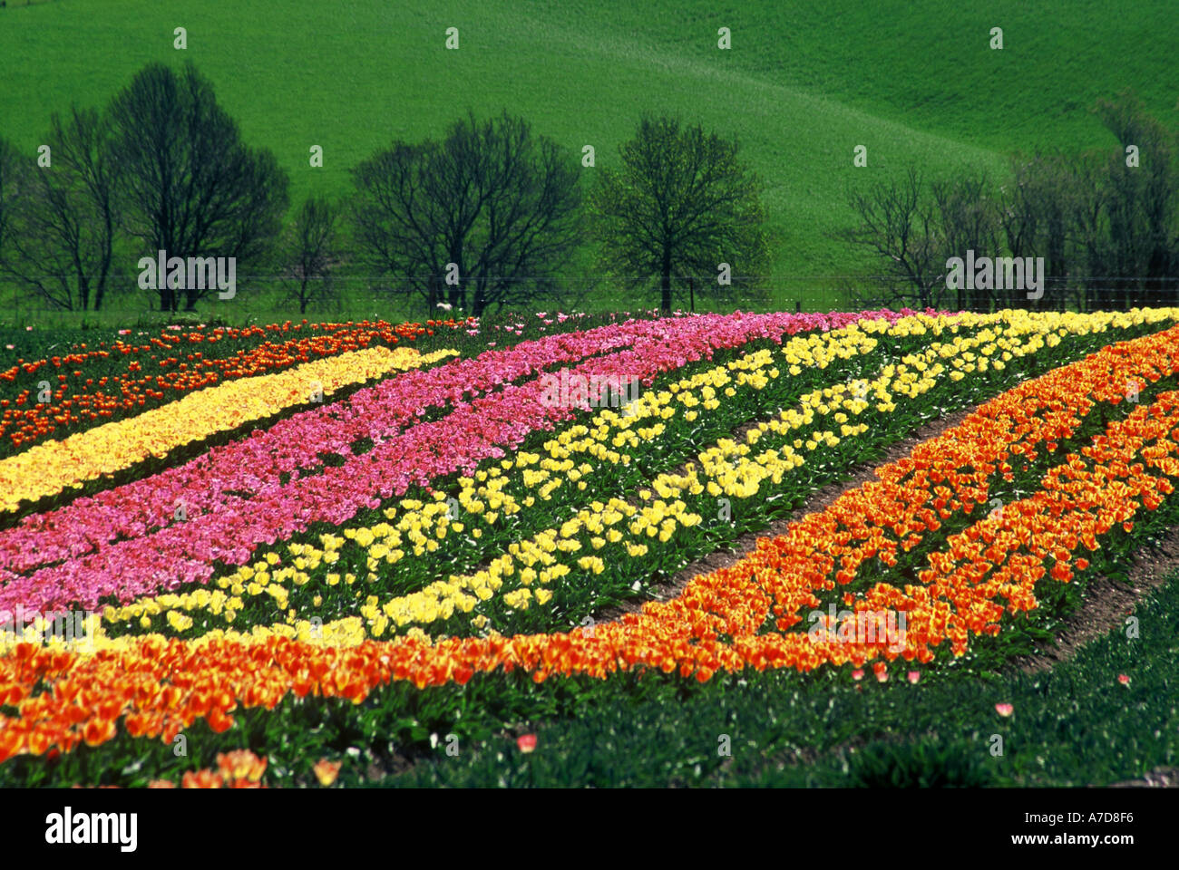 Tapanui new zealand hi-res stock photography and images - Alamy