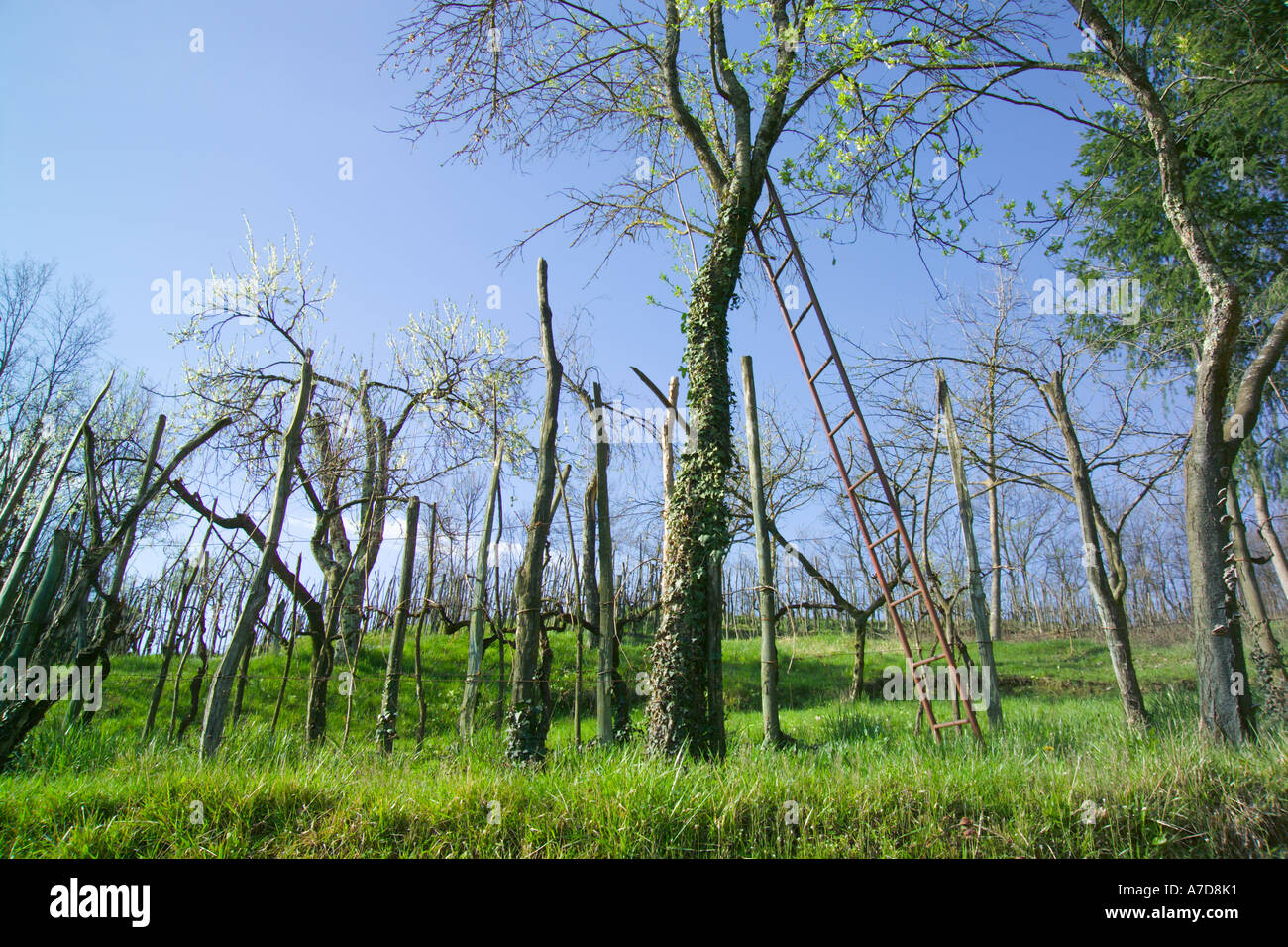 Ladder leaning against tree hi-res stock photography and images - Alamy