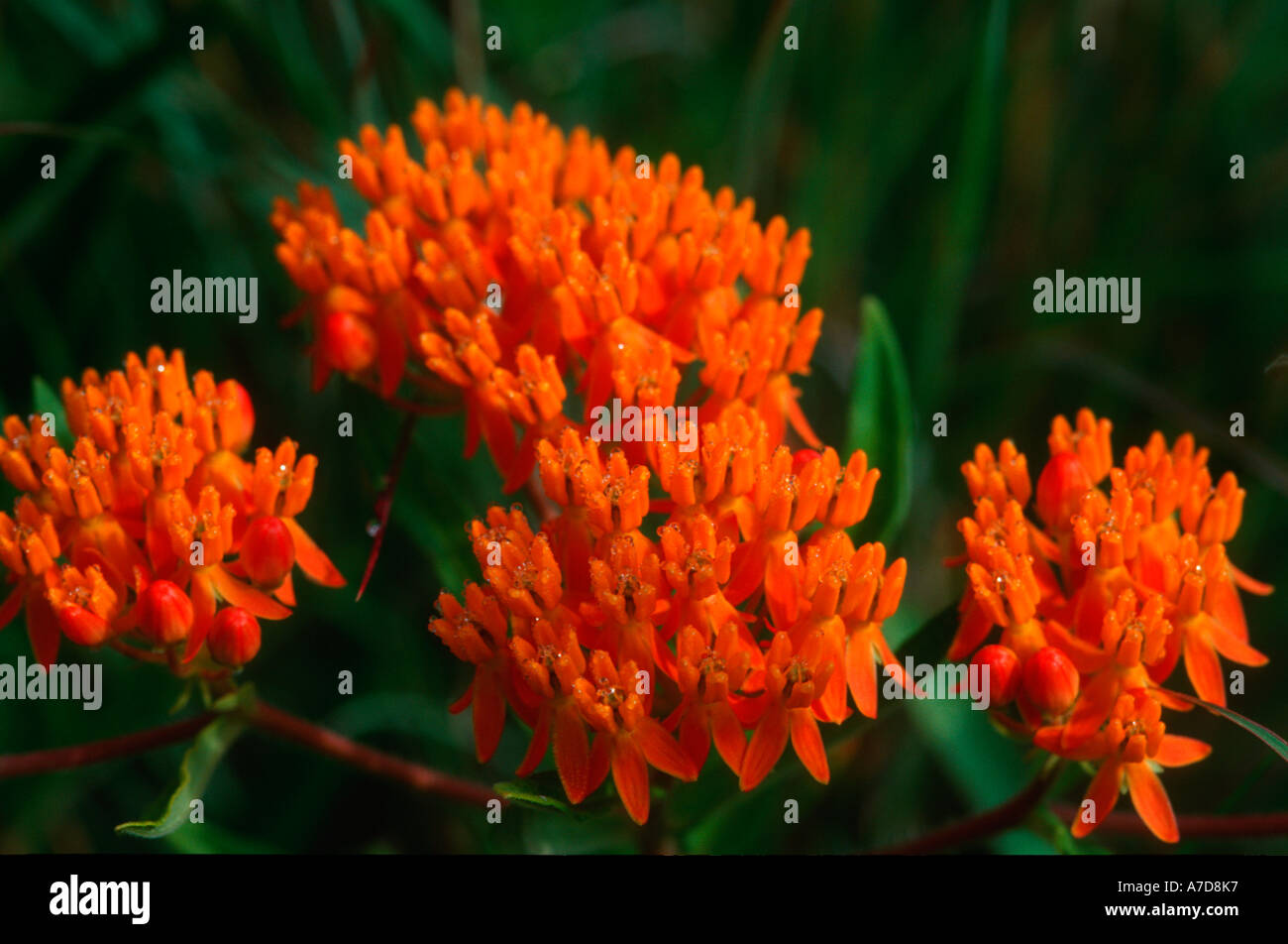 Asclepius tuberosa hi-res stock photography and images - Alamy
