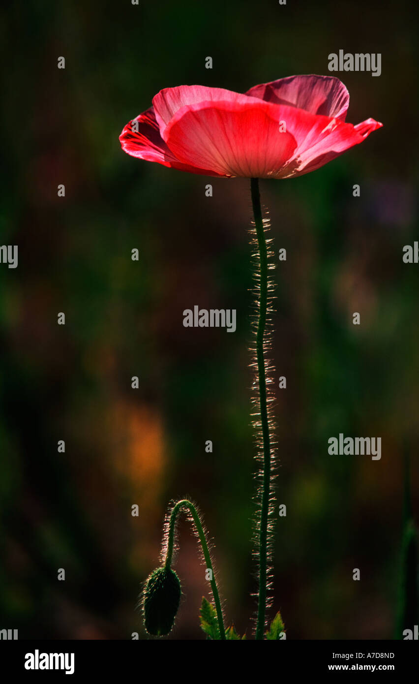 Commercial poppy hi-res stock photography and images - Alamy