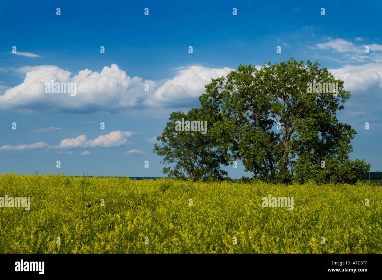Reclaimed coal strip mine land Stock Photo - Alamy