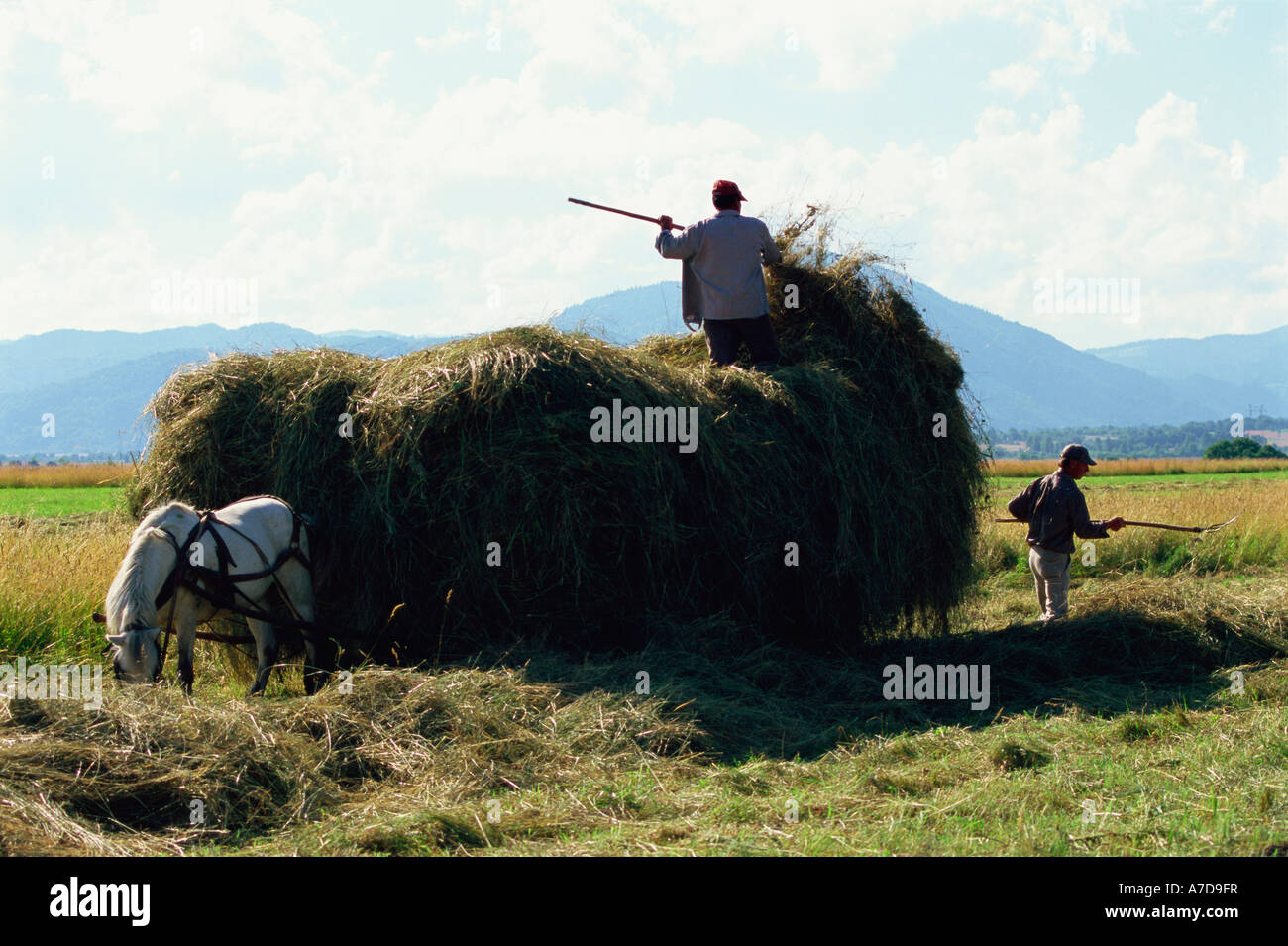 Transylvania countryside farmers hi-res stock photography and images ...
