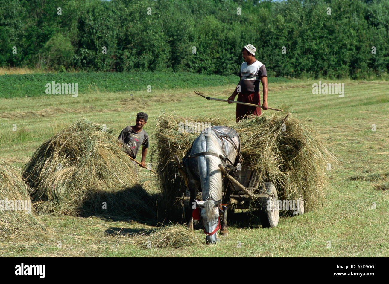 Rural Country Scene, Men Loading Hay On Cart Stock Photo - Alamy