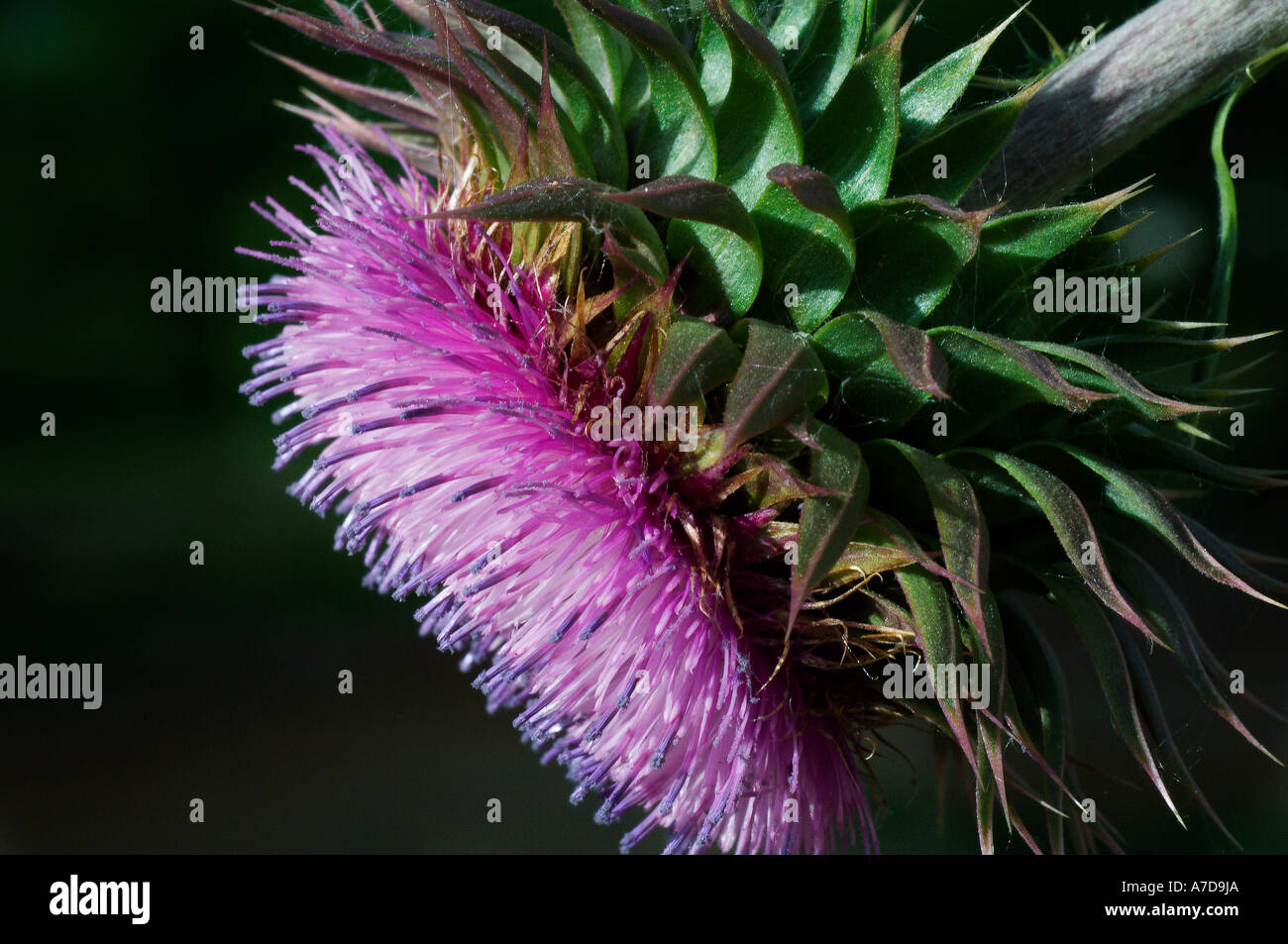 Nodding Thistle or Musk Thistle (carduus nutans Stock Photo - Alamy