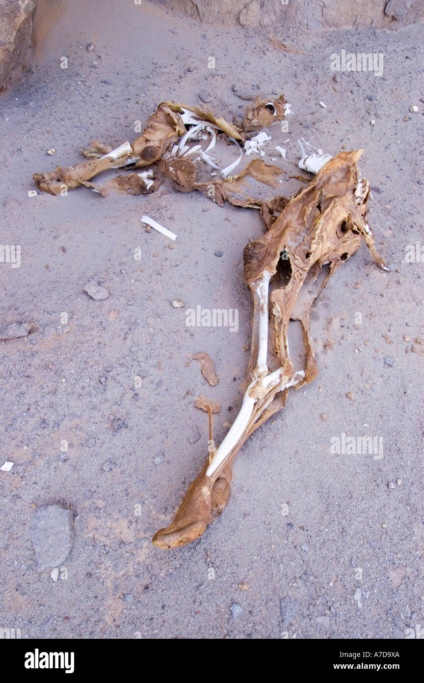 Dead camel in the desert Stock Photo - Alamy