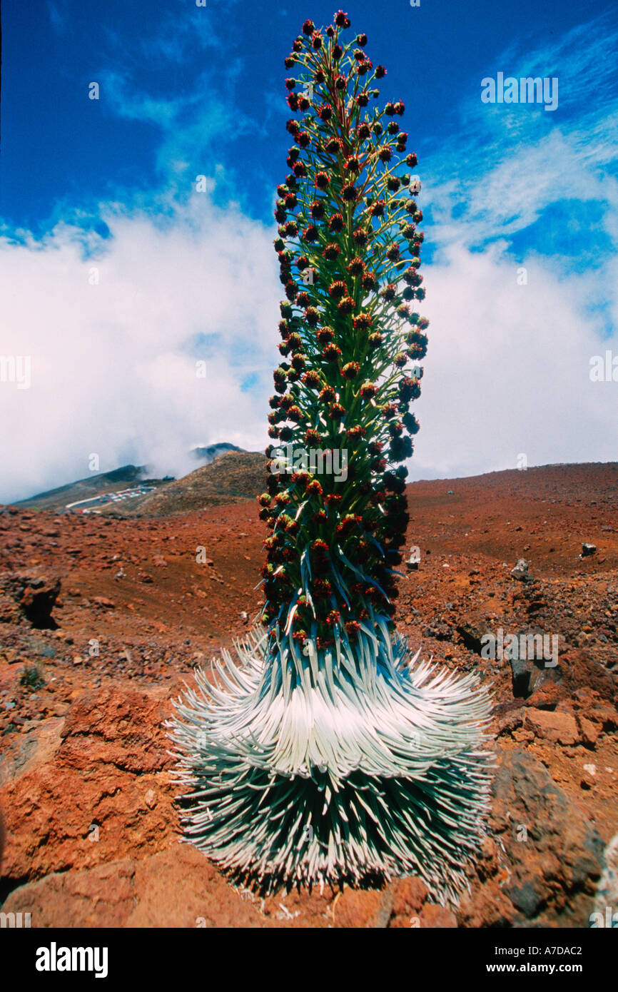 Asteraceae high altitude flora hi-res stock photography and images - Alamy