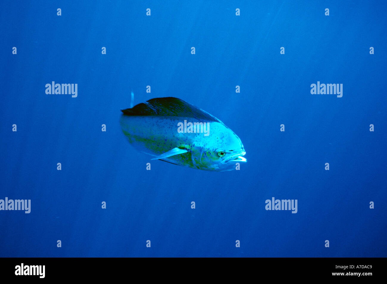 Mahi mahi Coryphaena hippurus Big Island Hawaii N Pacific Stock Photo ...