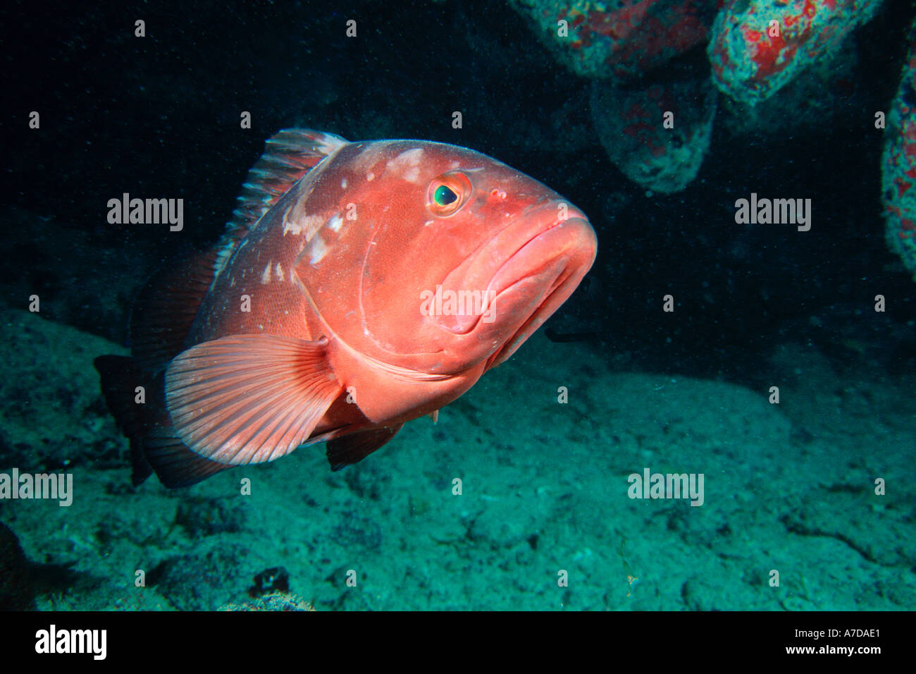 Red grouper epinephelus morio hi-res stock photography and images - Alamy