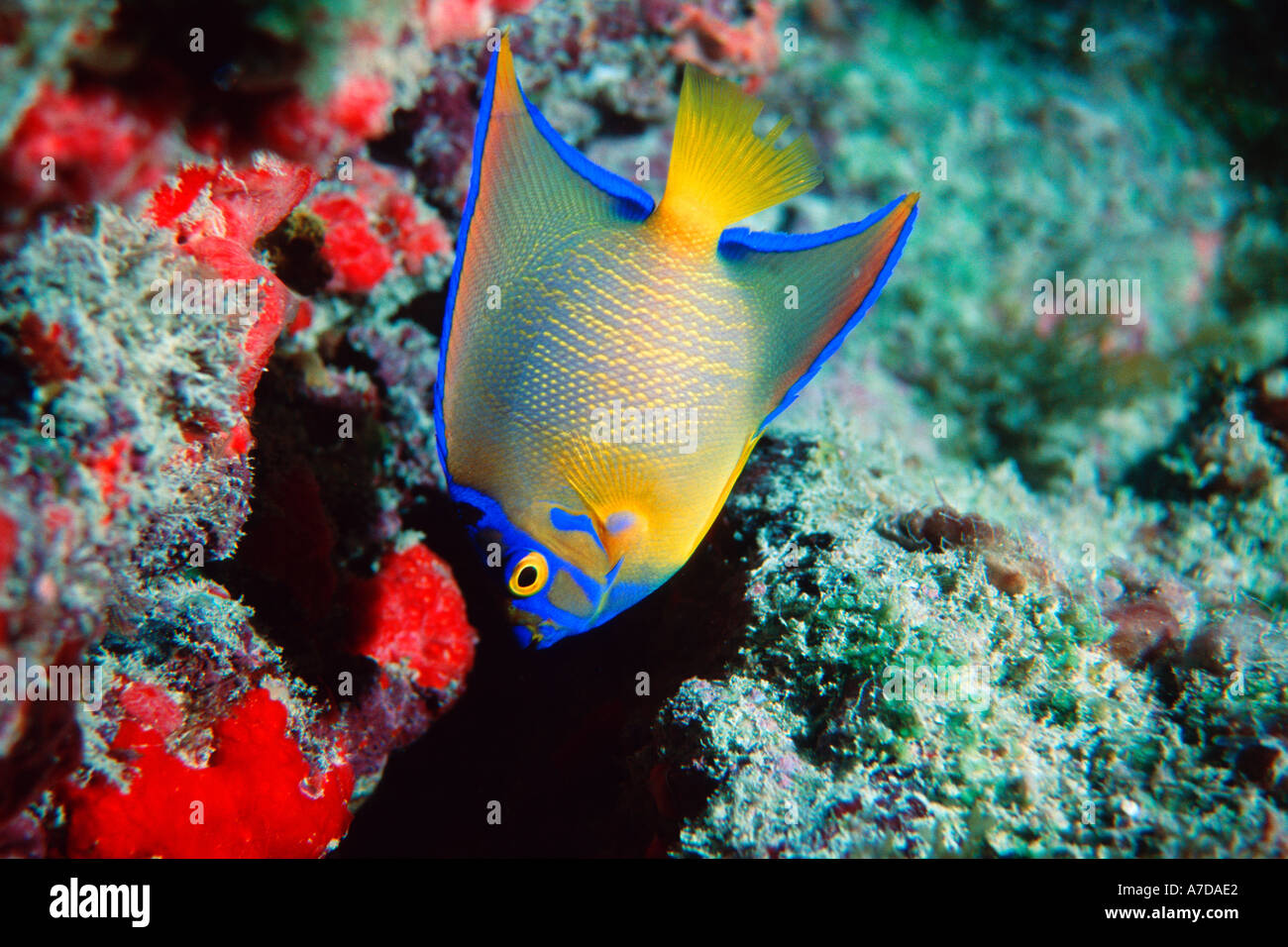 Queen angelfish juvenile Holacanthus ciliaris Abrolhos National Marine ...