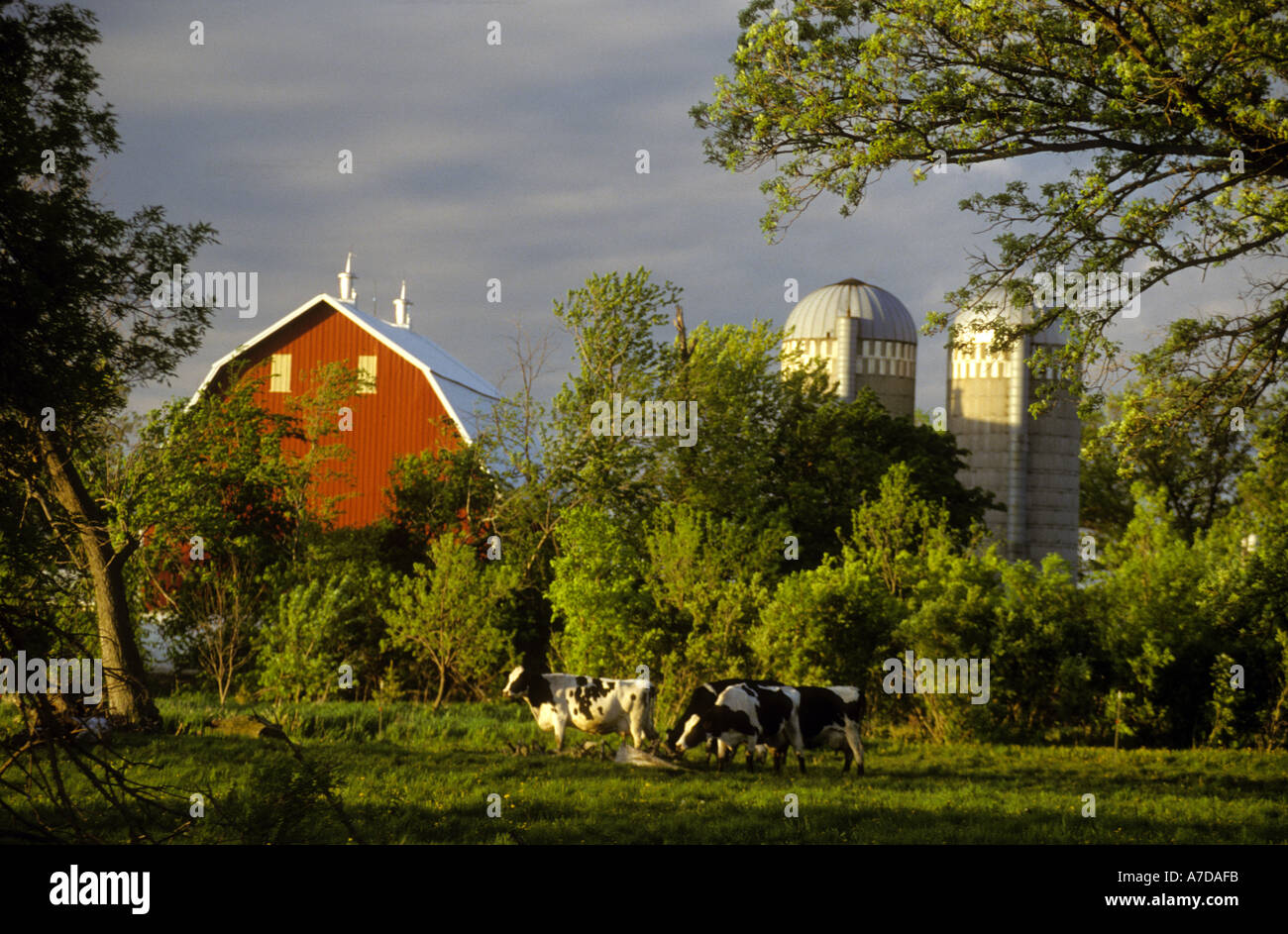 Front of cows hi-res stock photography and images - Alamy