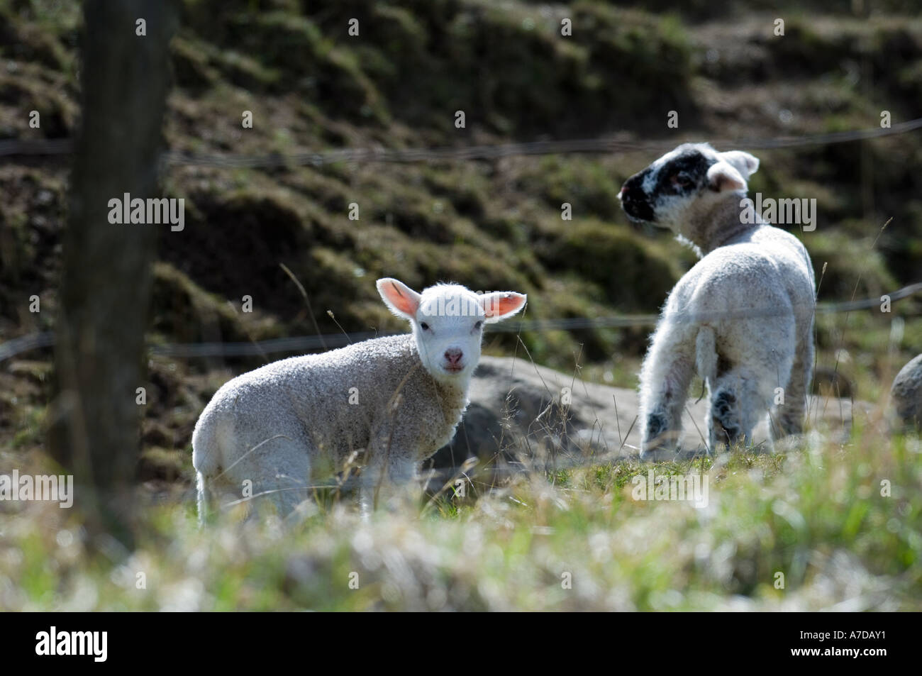 Lambs pastoral life hi-res stock photography and images - Alamy