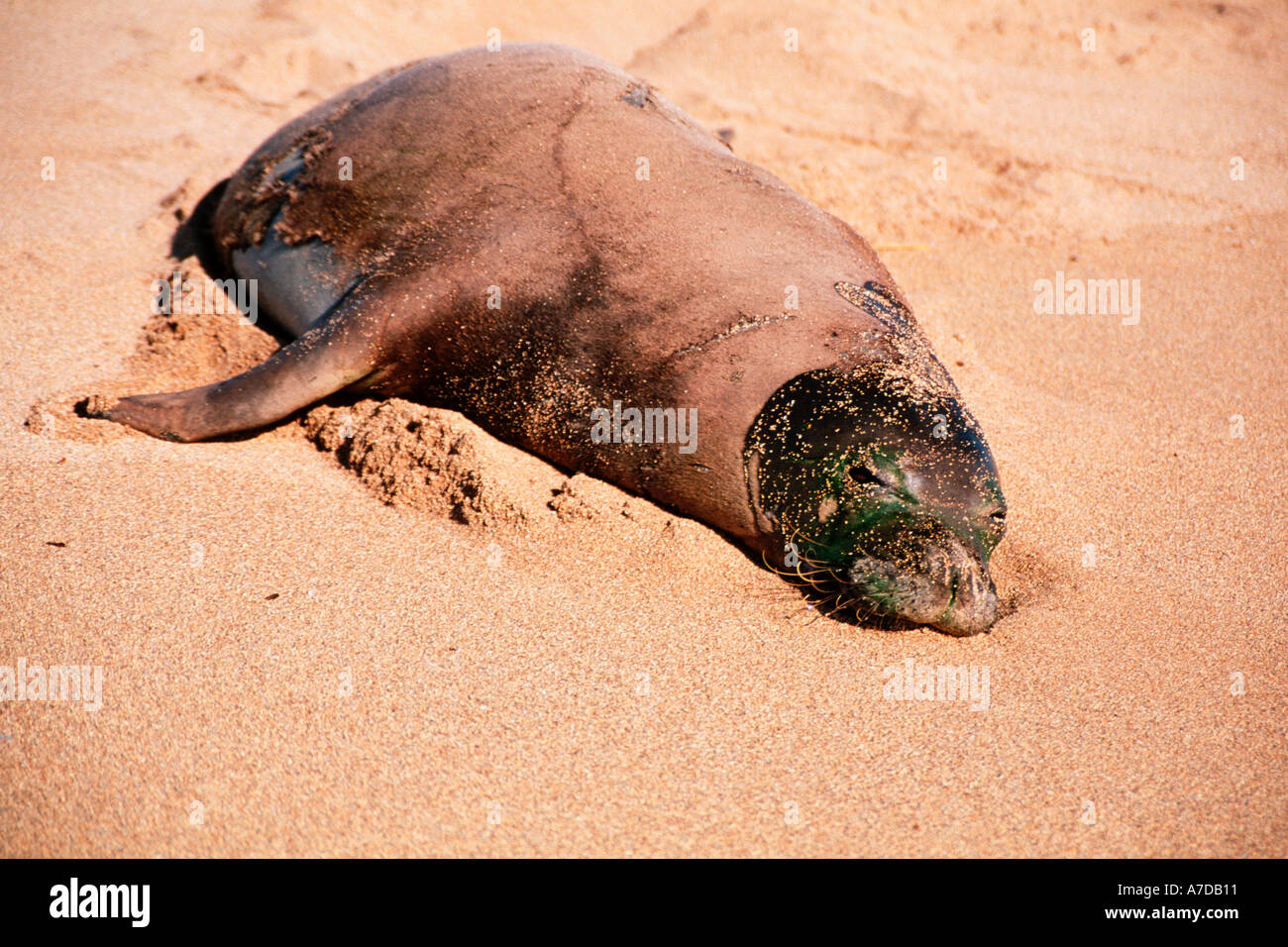 Hawaiian monk seal Neomonachus schauinslandi Barking sands beach Kauai ...