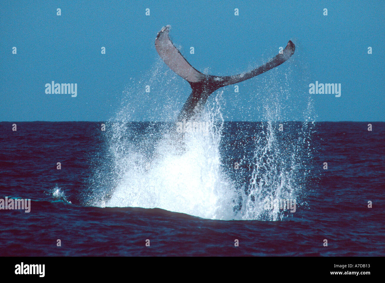 Humpback whale peduncle throw Megaptera novaeangliae Hawaii N Pacific ...