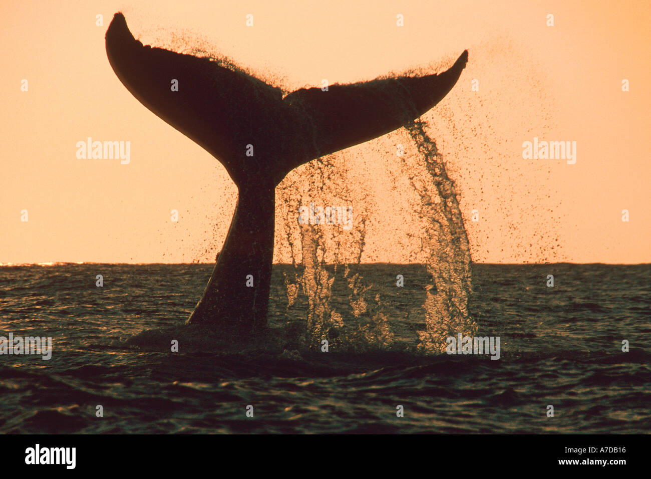 Humpback whale peduncle throw Megaptera novaeangliae Hawaii N Pacific ...