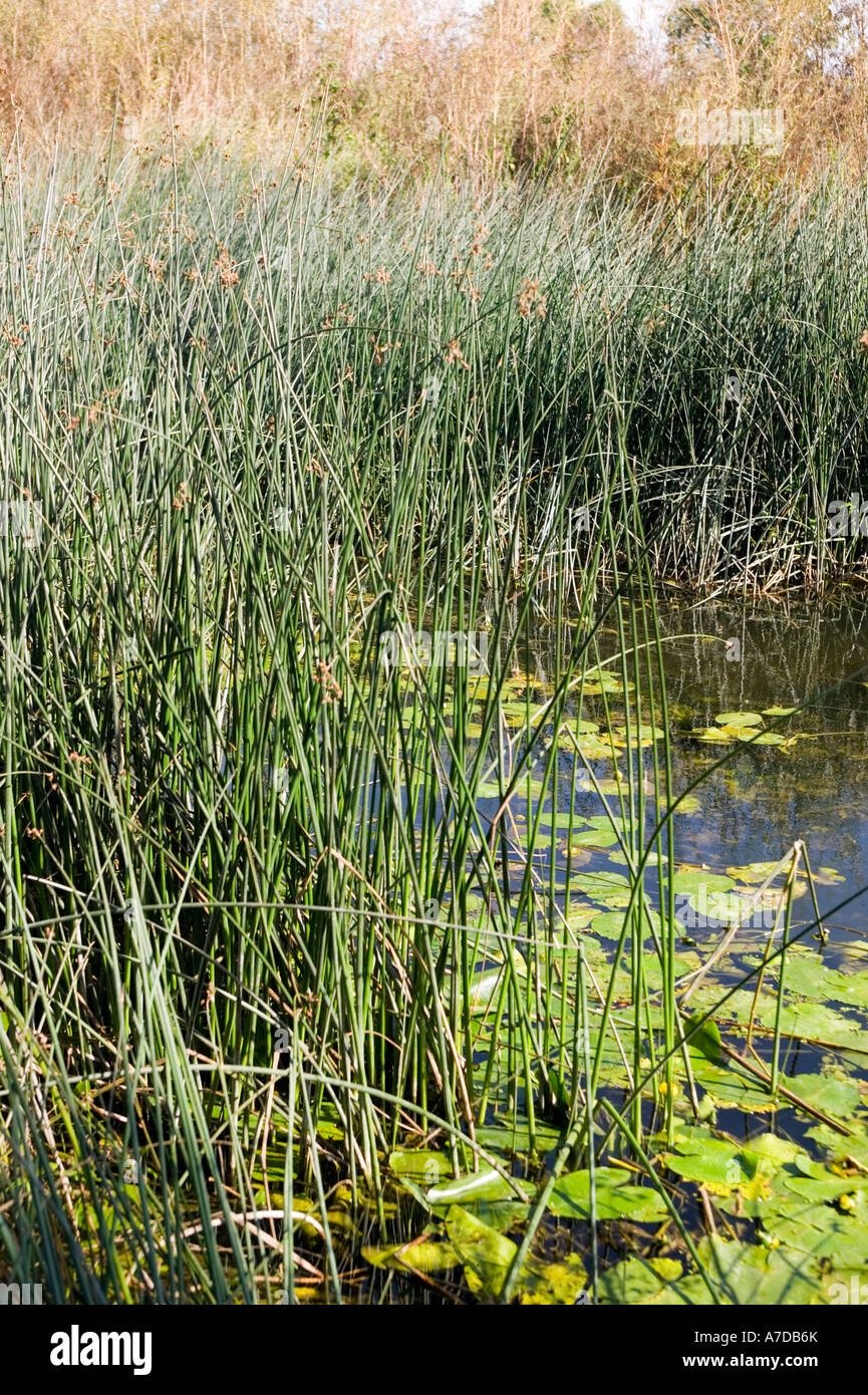 Harvest rush hi-res stock photography and images - Alamy