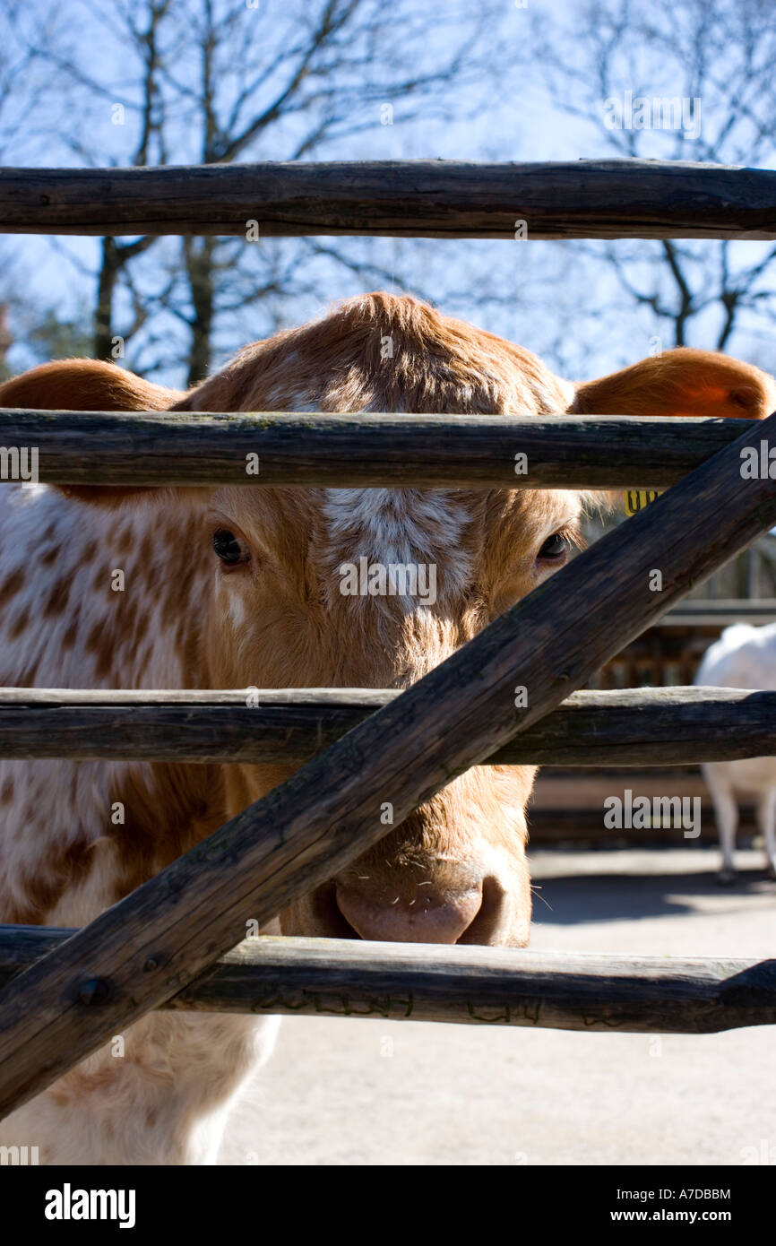 Swedish mountain cattle (Skansen Stock Photo - Alamy