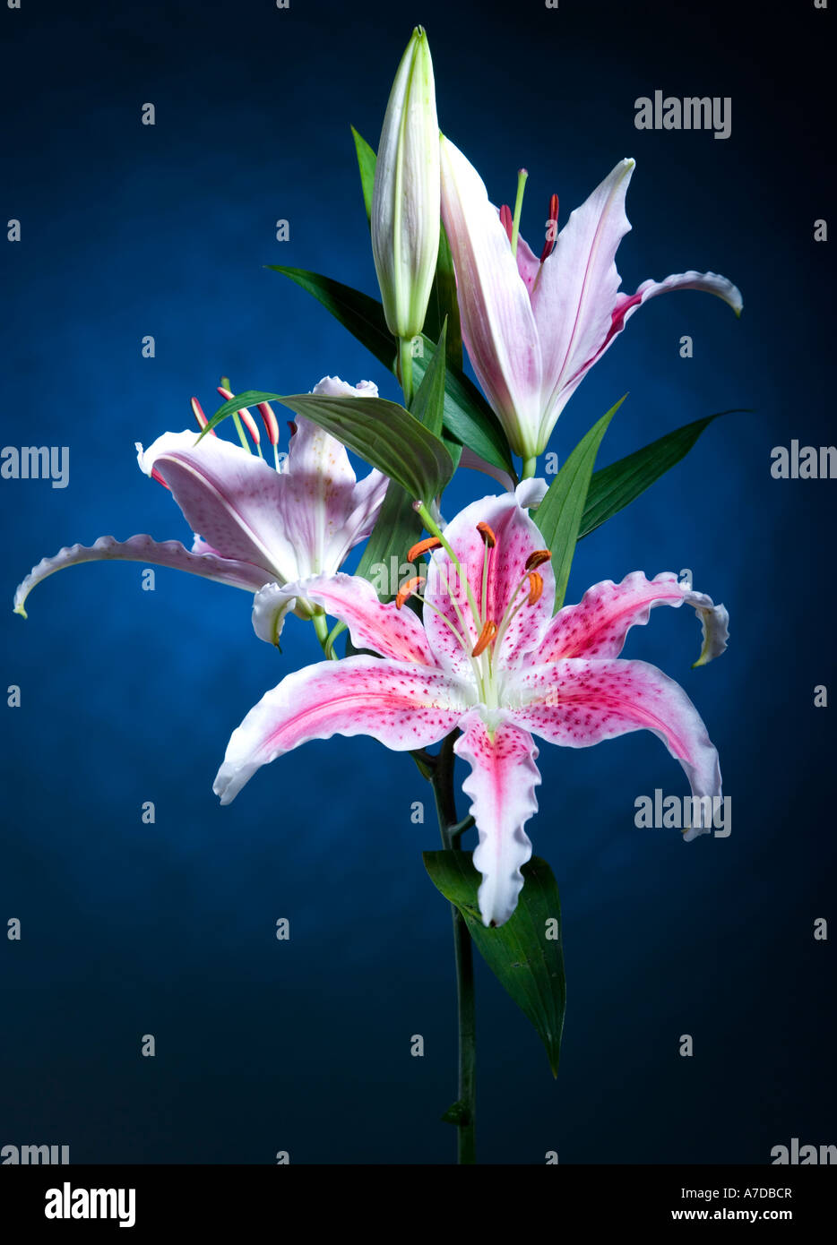 Moonlight lilies hi-res stock photography and images - Alamy