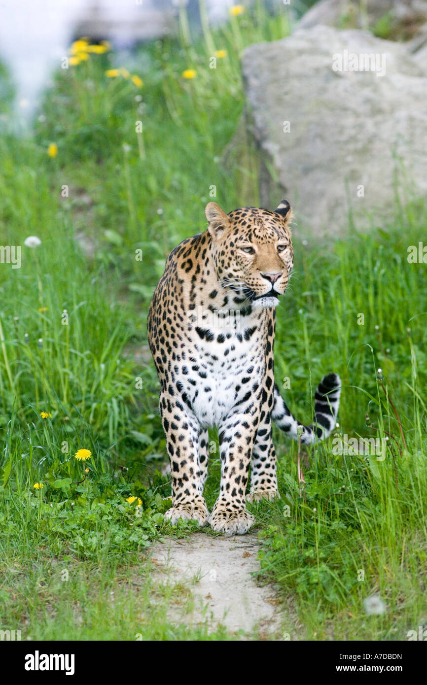 Leopard (Panthera pardus Stock Photo - Alamy