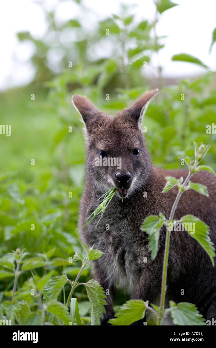 Macropus rufogriseus tasmania field hi-res stock photography and images ...