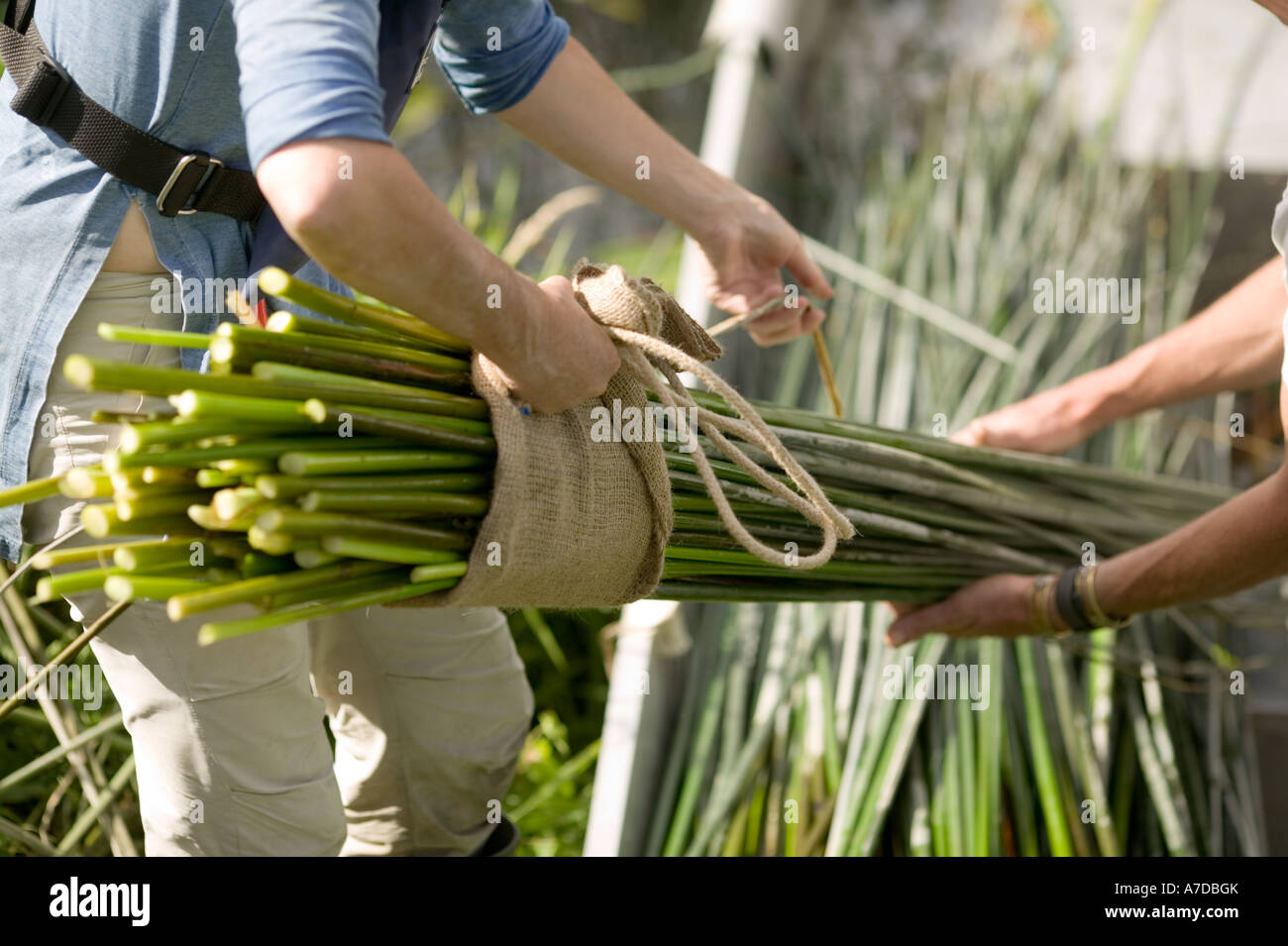 Anna Lewington with rushes harvested in a traditional and sustainable ...