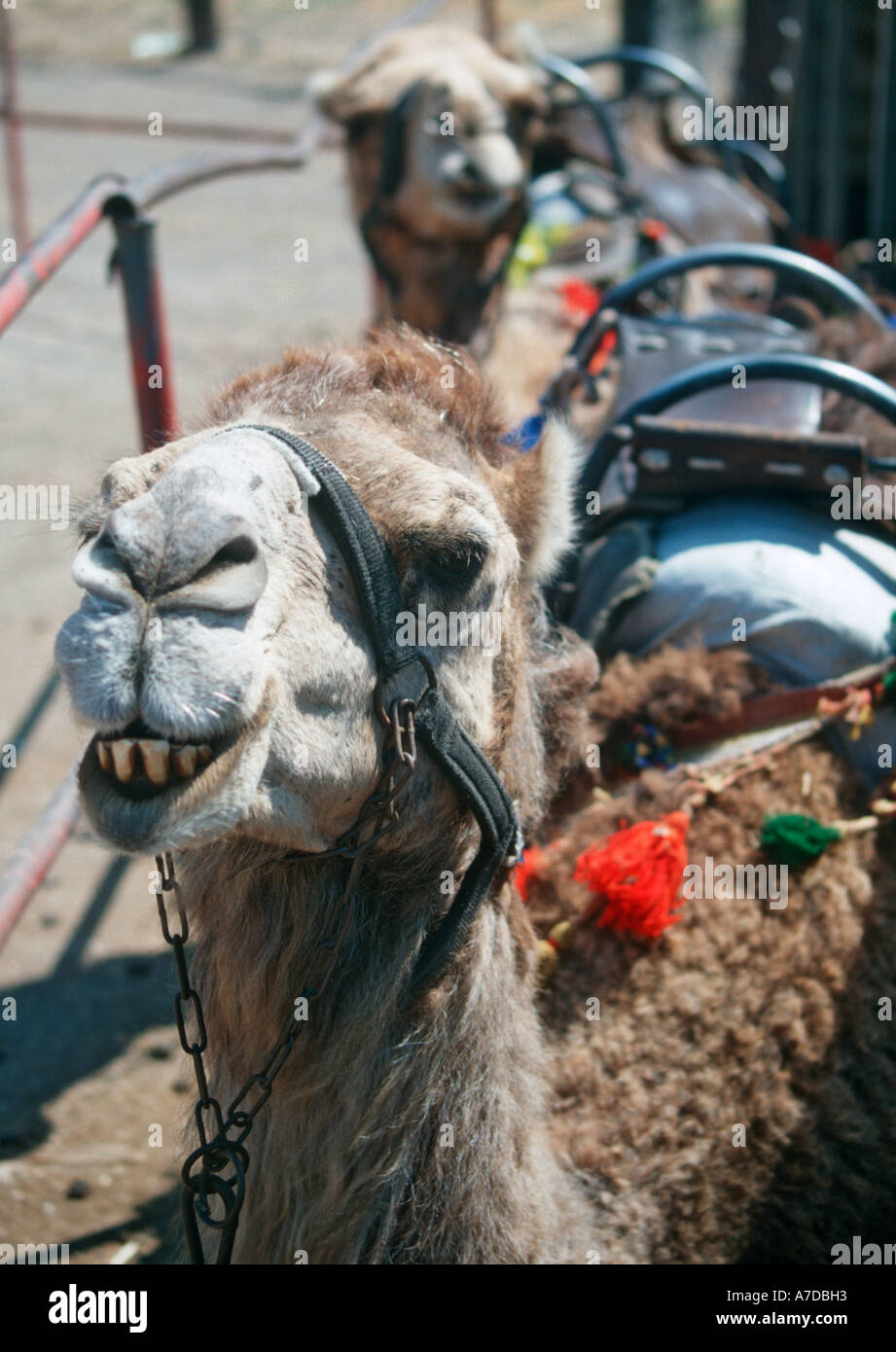 Camel riding israel hi-res stock photography and images - Alamy