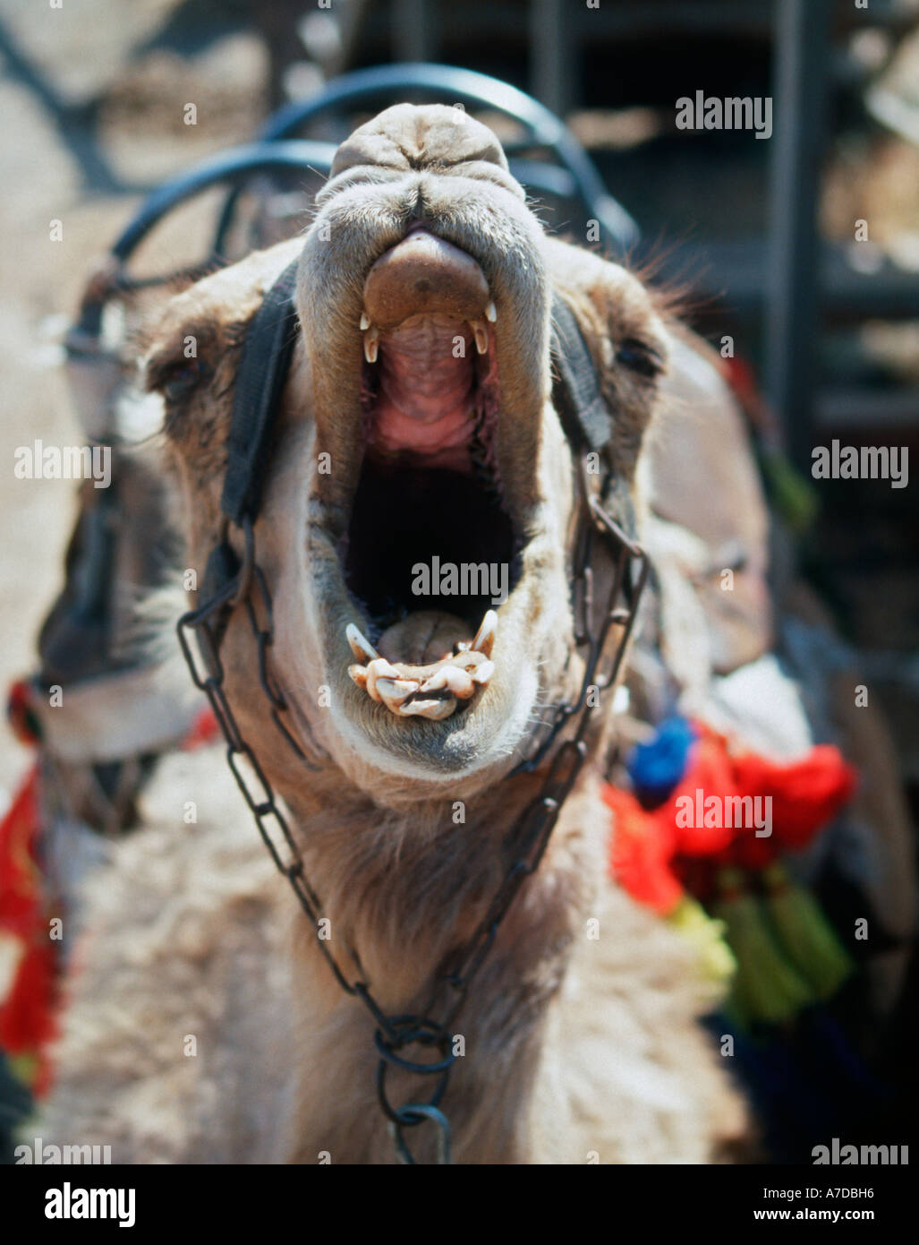 A camel yawning Stock Photo - Alamy