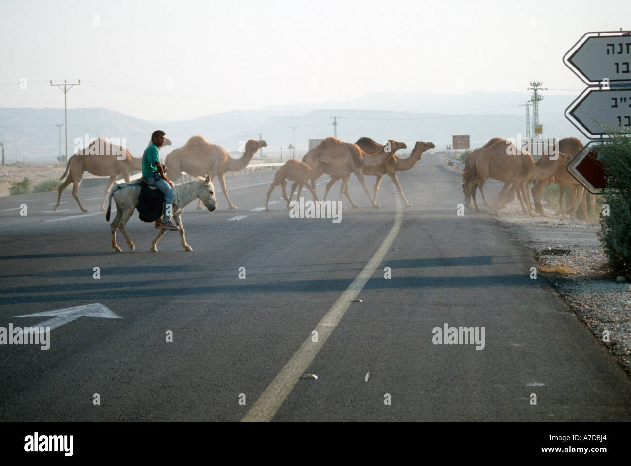 Camels crossing the road in Israel Stock Photo - Alamy