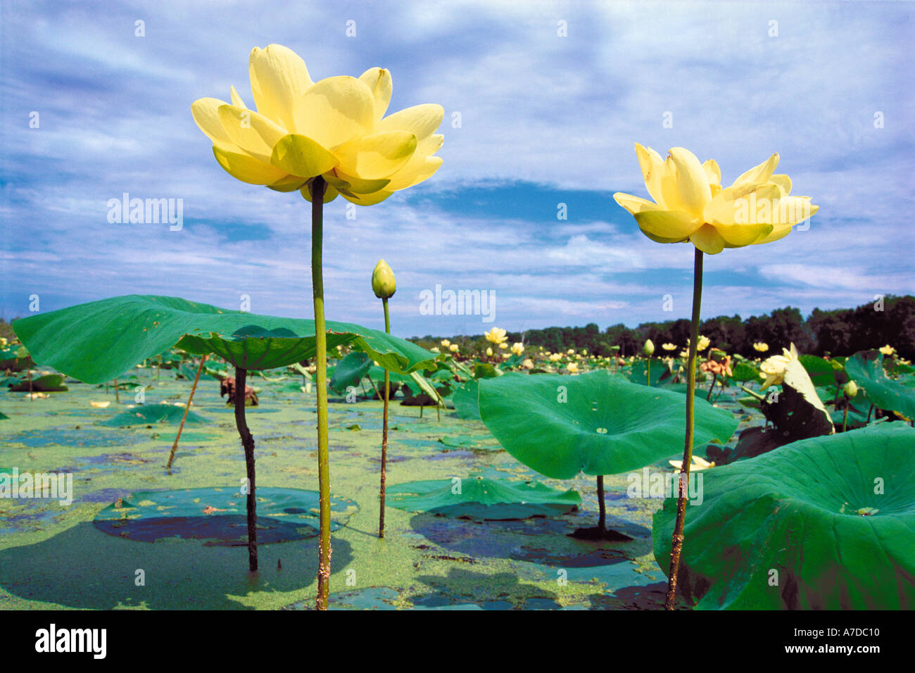 American Lotus in the backwaters of the Mississippi River at Mark Twain ...