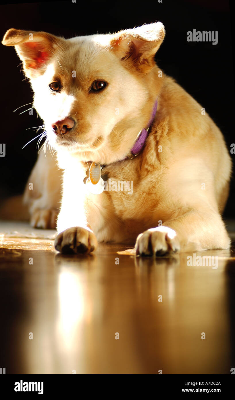 Dog resting in the sunlight Stock Photo - Alamy