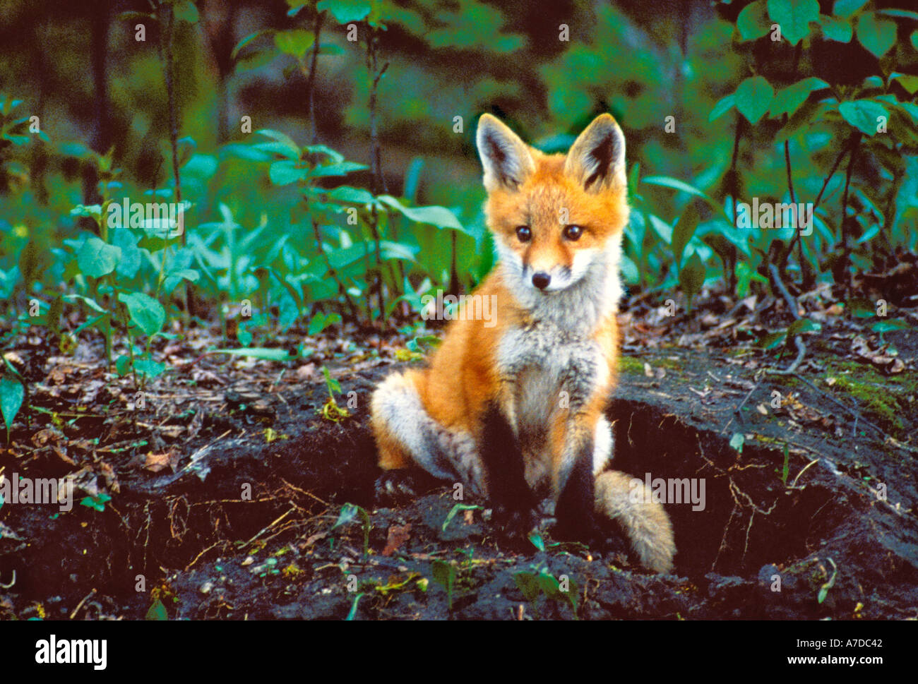 Fox lake illinois hi-res stock photography and images - Alamy