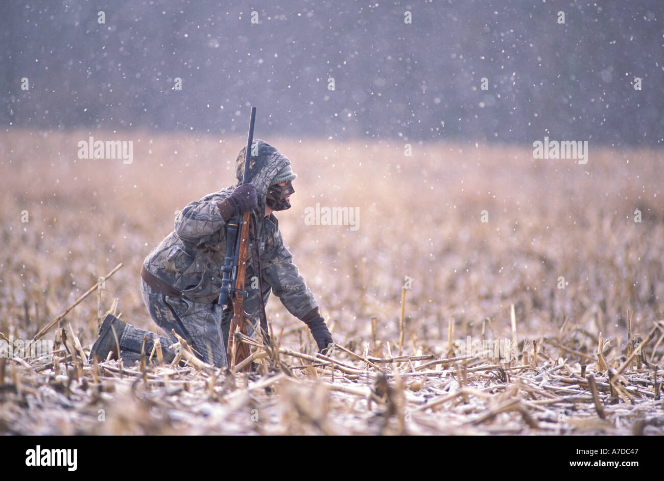 Illinois coyote hi-res stock photography and images - Alamy