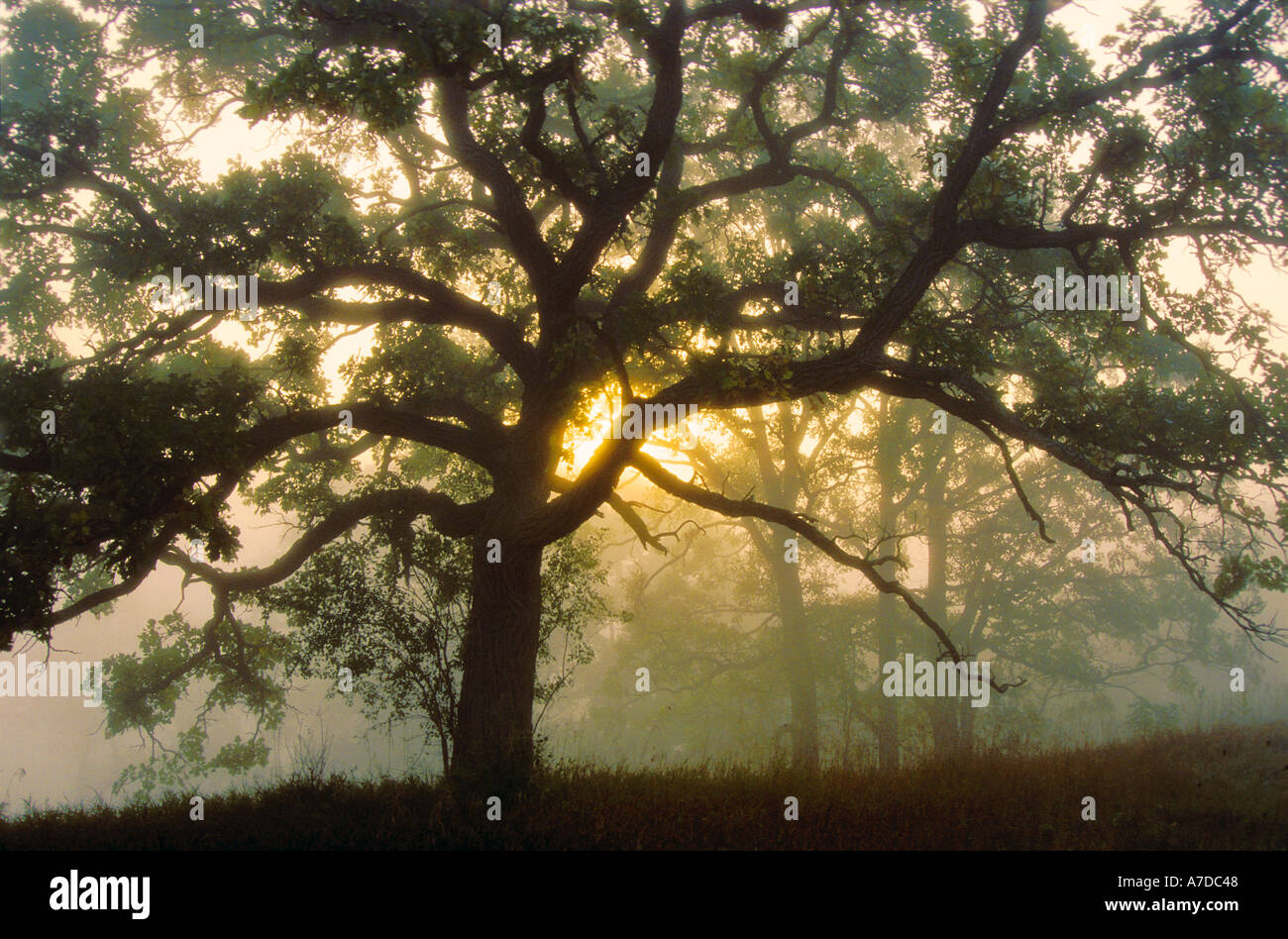 Oak savanna hi-res stock photography and images - Alamy