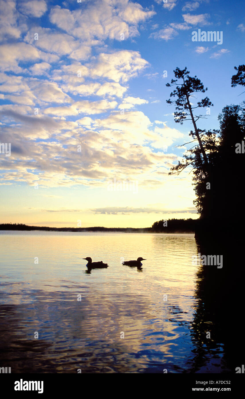 Common Loon Pair High Resolution Stock Photography and Images - Alamy