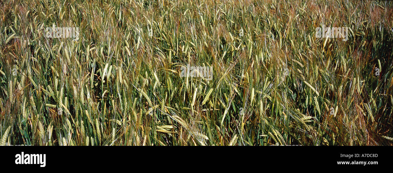 Barley uk hi-res stock photography and images - Alamy