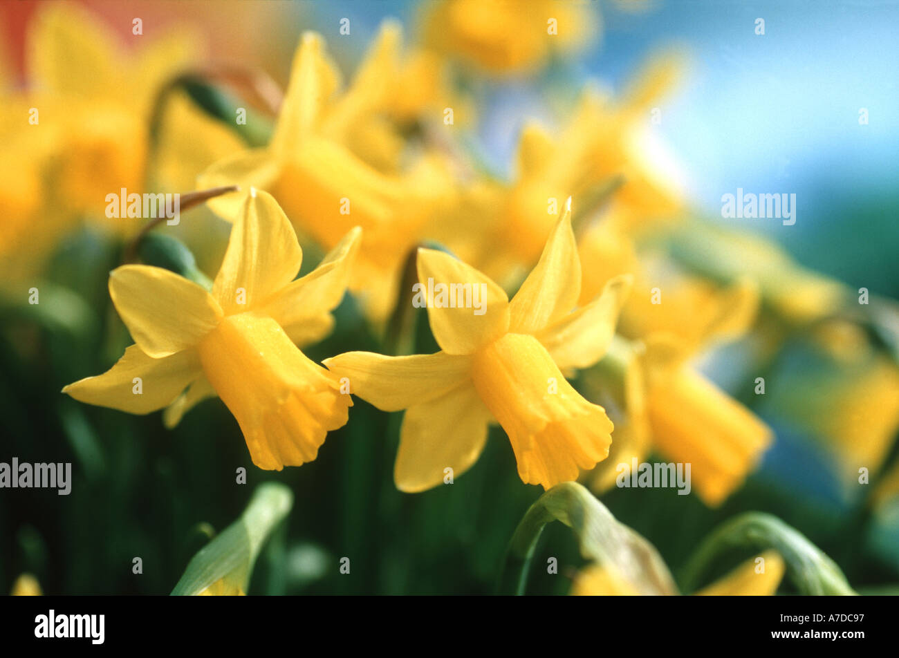Beautiful daffodils in bloom hi-res stock photography and images - Alamy