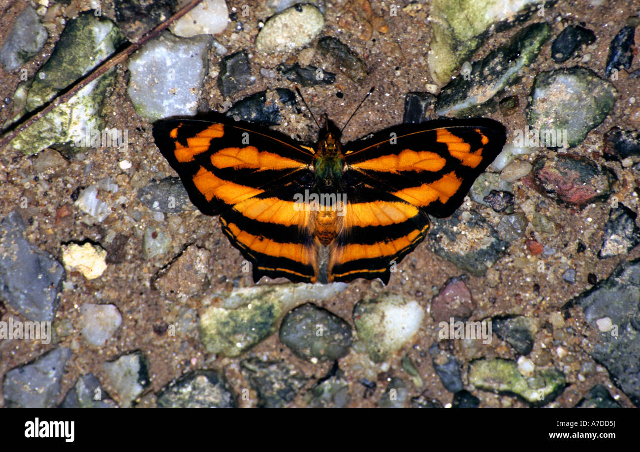 Colour sergeant butterfly hi-res stock photography and images - Alamy