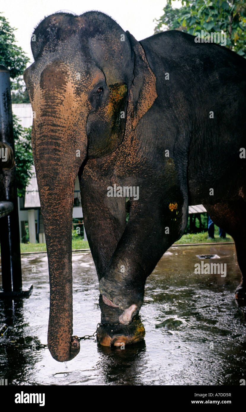 Motala the elephant hi-res stock photography and images - Alamy