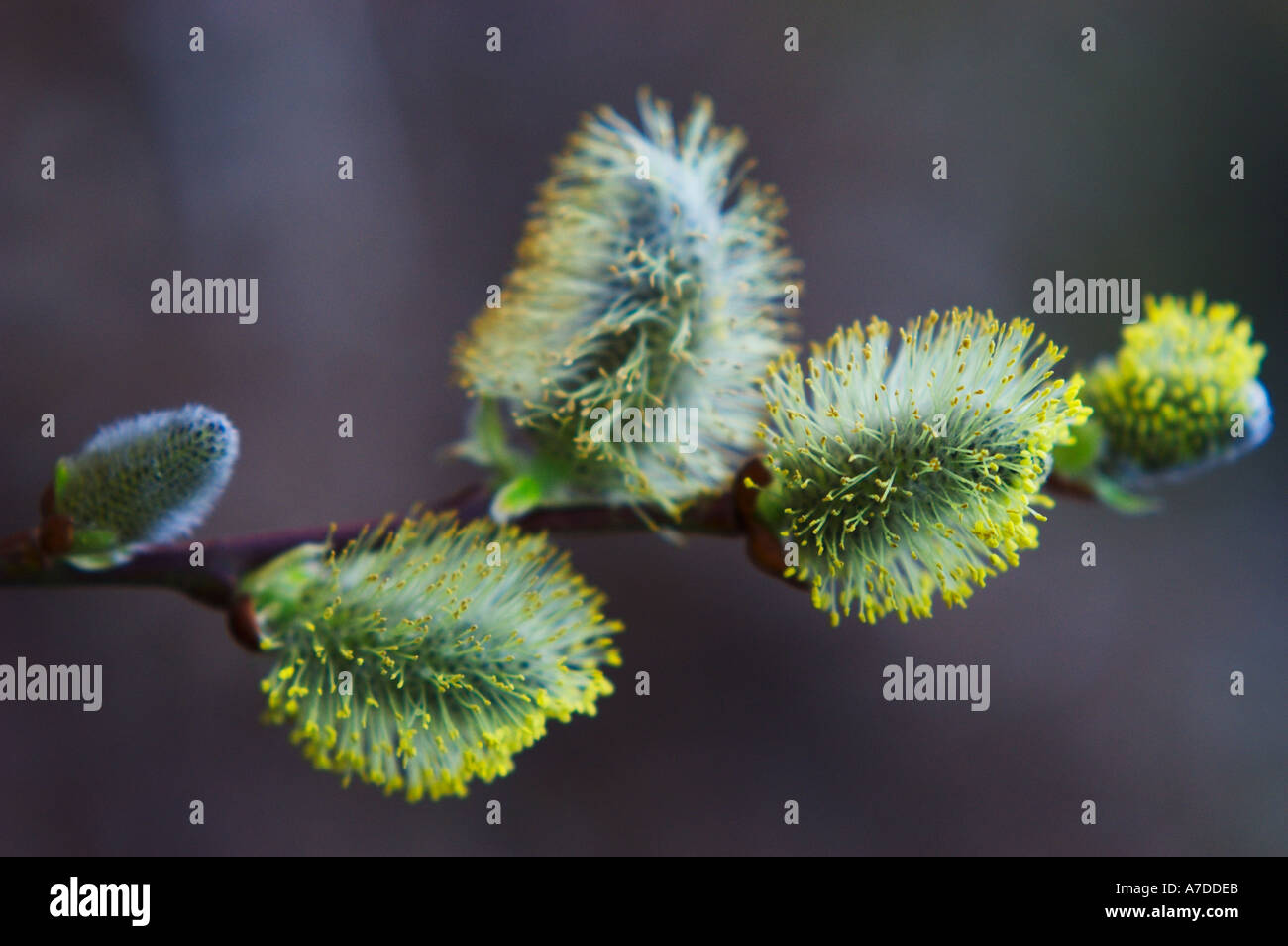 Willow catkin salix Salicaceae Stock Photo - Alamy