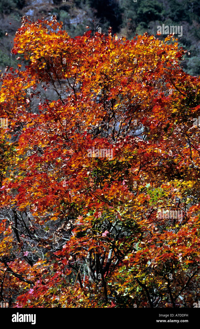 Autumn tree in Wolong nature reserve,Sichuan,China Stock Photo - Alamy