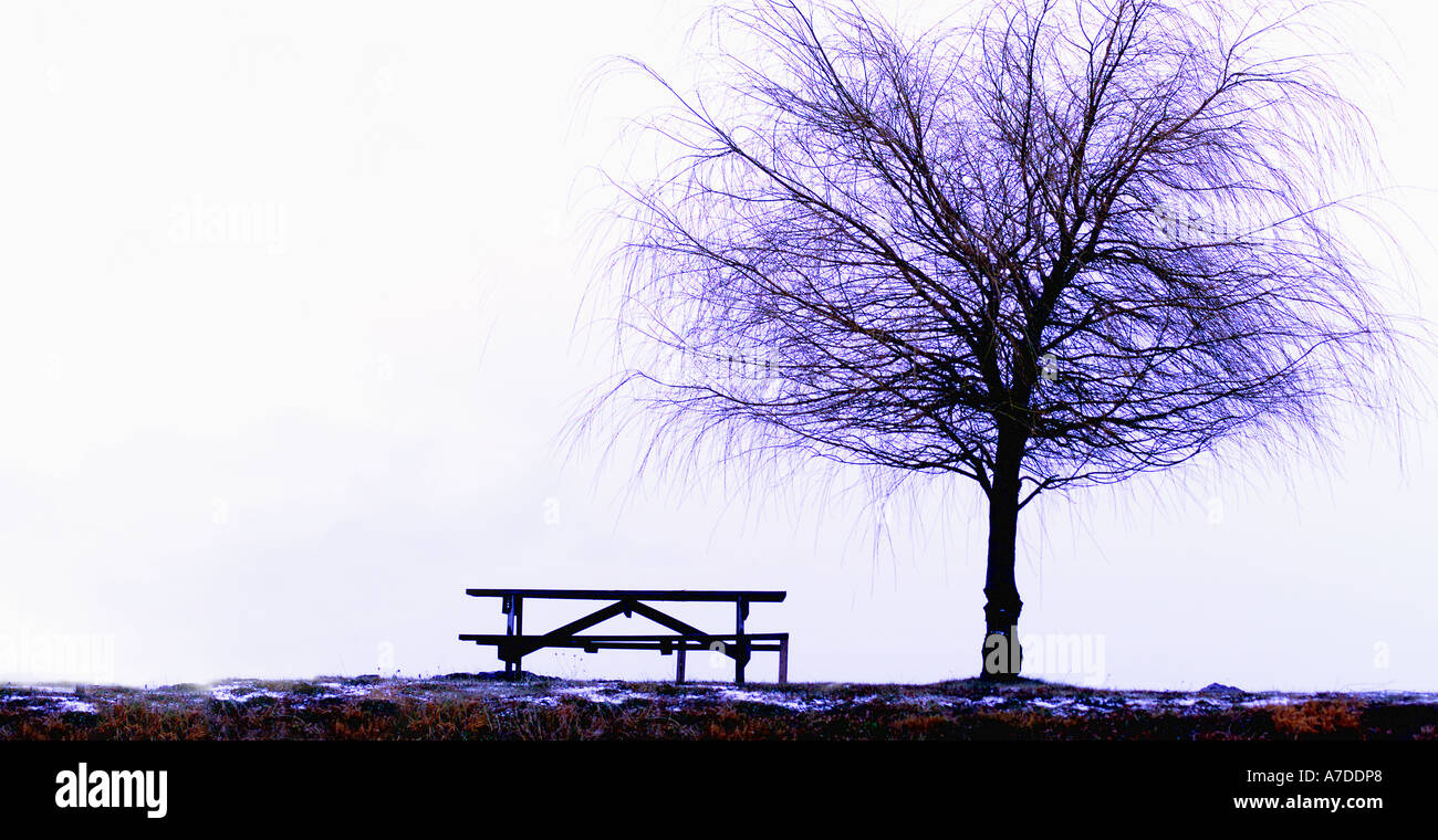 Landscape with a purple tree and picnic table Stock Photo - Alamy
