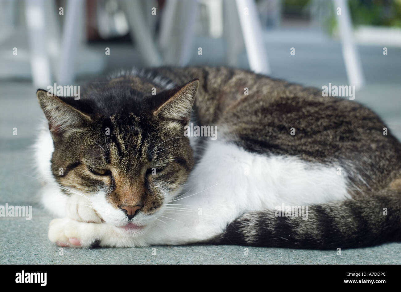 Cat curled up outside Stock Photo - Alamy