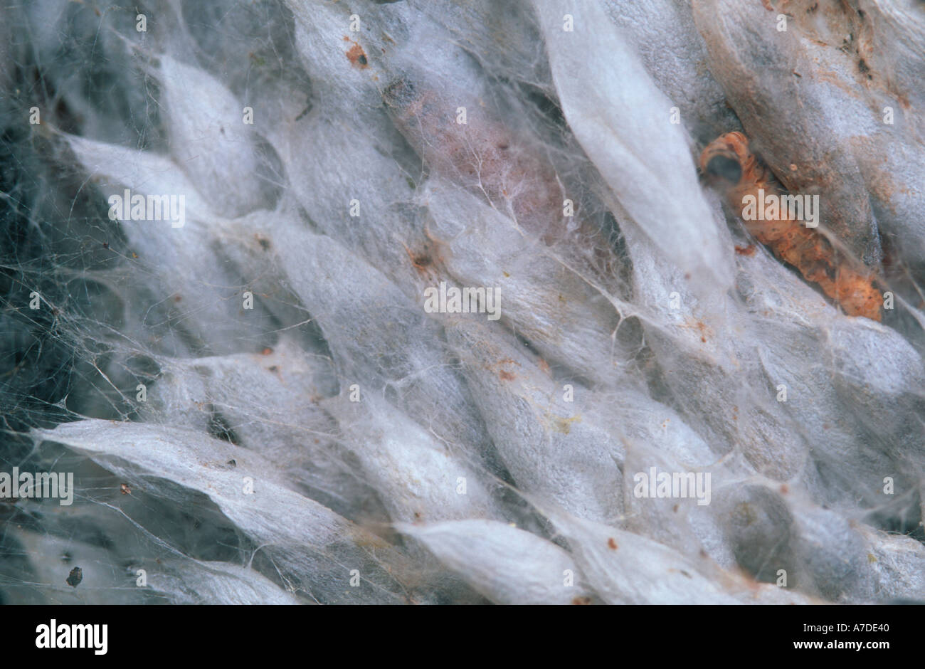 Small ermine moth species hi-res stock photography and images - Alamy