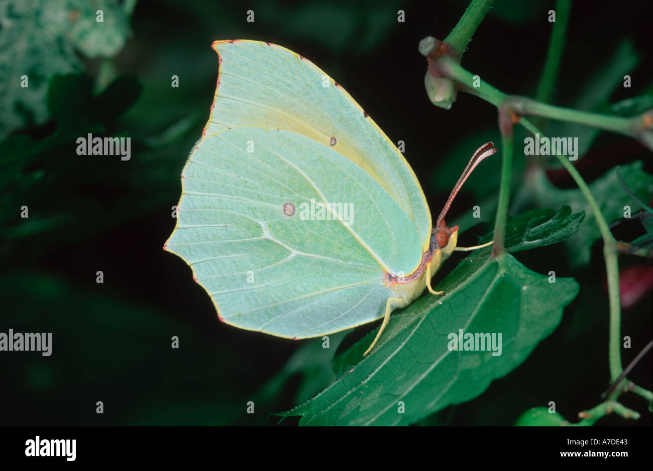 Gonepteryx cleopatra the Cleopatra butterfly Stock Photo - Alamy