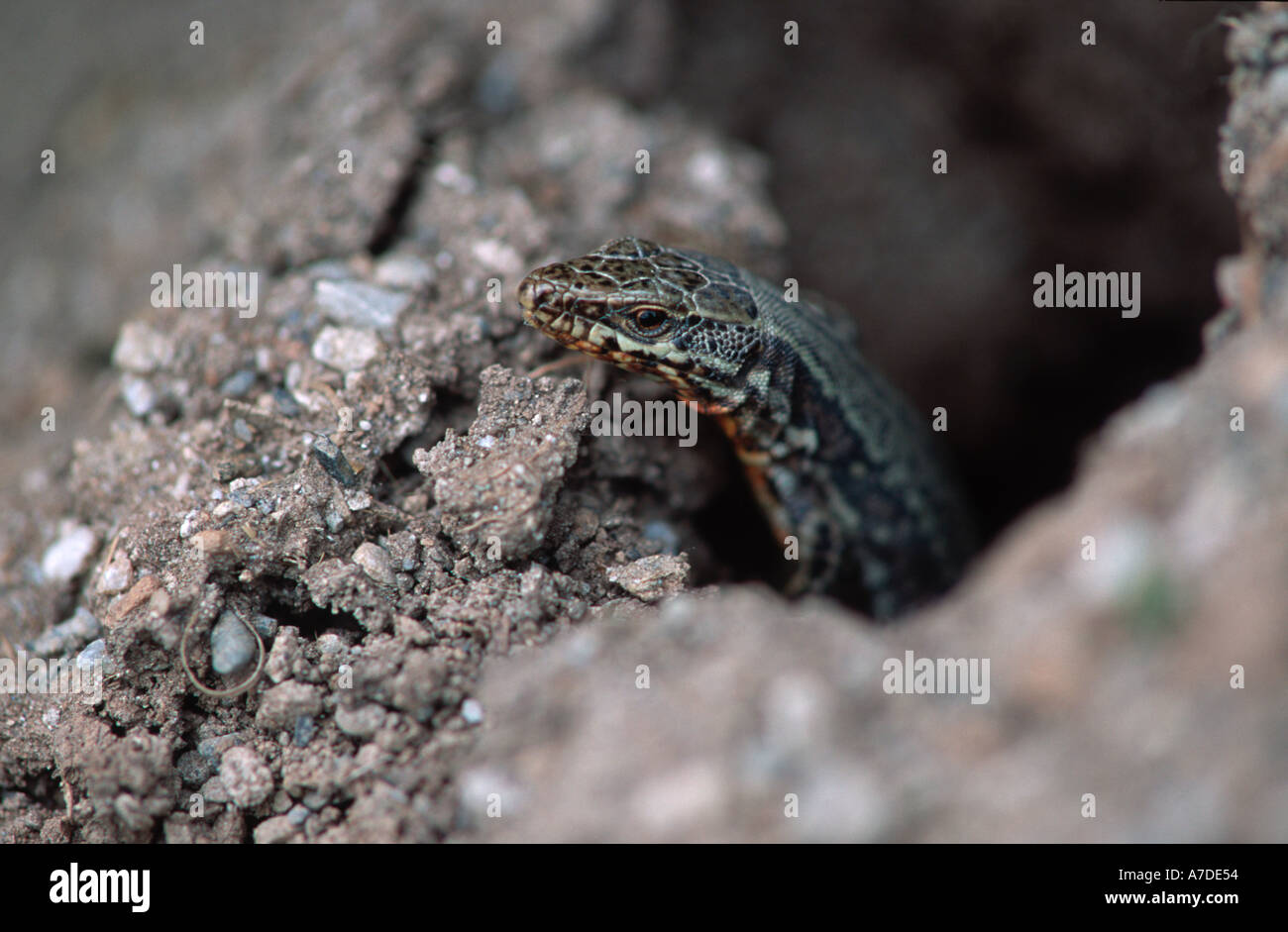 Lizard couple in Pyrenees spring probaly Pyrenean Lizard Lacerta ...