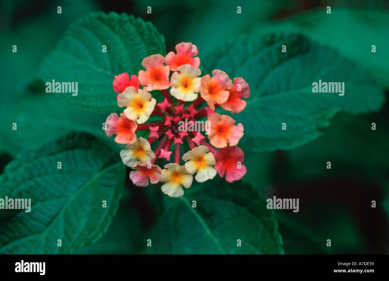 Flower of Lantana camara Stock Photo - Alamy