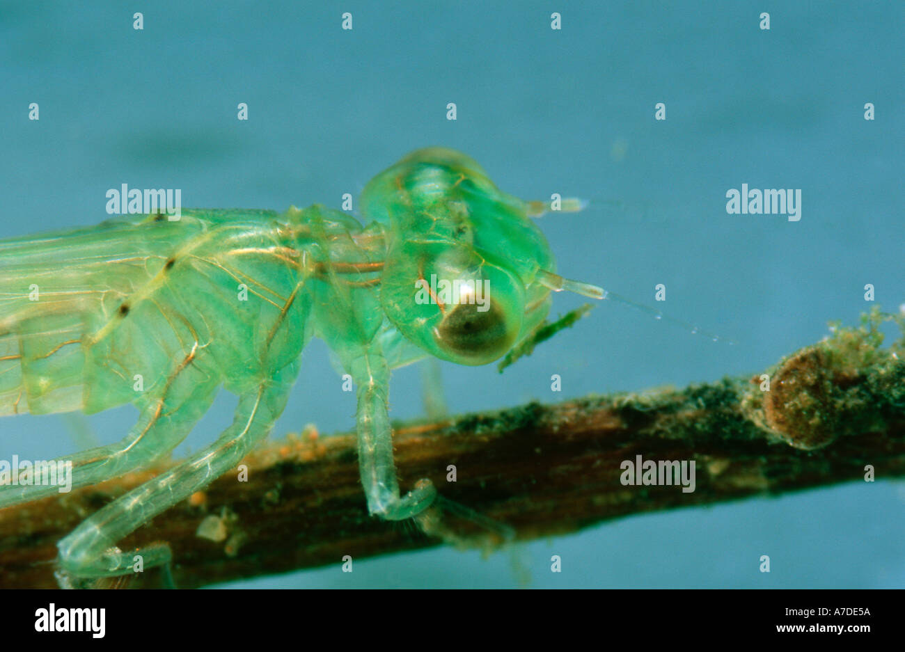 Odonata larva hi-res stock photography and images - Alamy